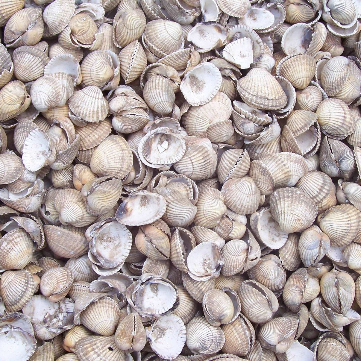 Cockleshells - Free Local Bulk Bag Delivery – Gardenscapedirect